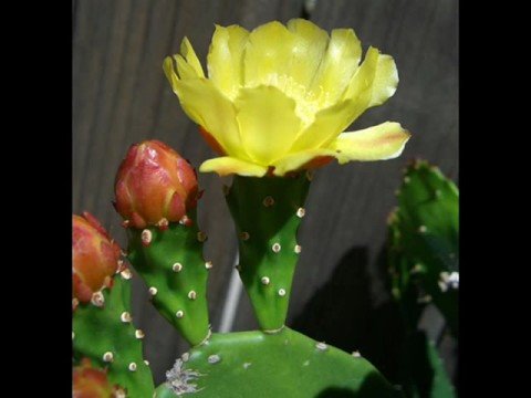 Hinni taníts, Uram...