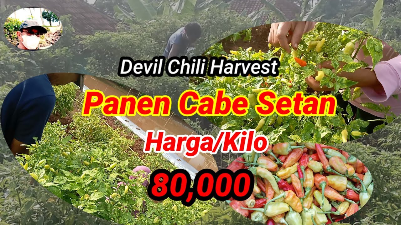 Devil Chili Harvest// Panen cabe setan, 80,000 / kilo #uwahschannel ...
