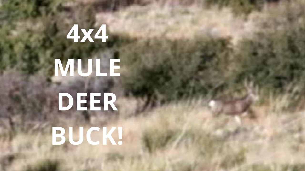 ARIZONA DAY 5: 35 YARDS FROM 4X4 BUCK! - YouTube