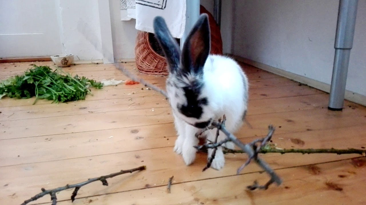 Fierce rabbit absolutely destroys stuff - YouTube