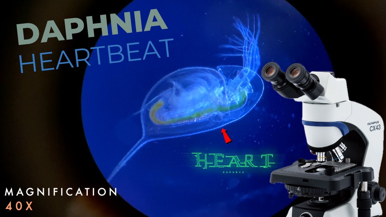 How to watch Daphnia heartbeat | Daphnia magna heart beat video - YouTube