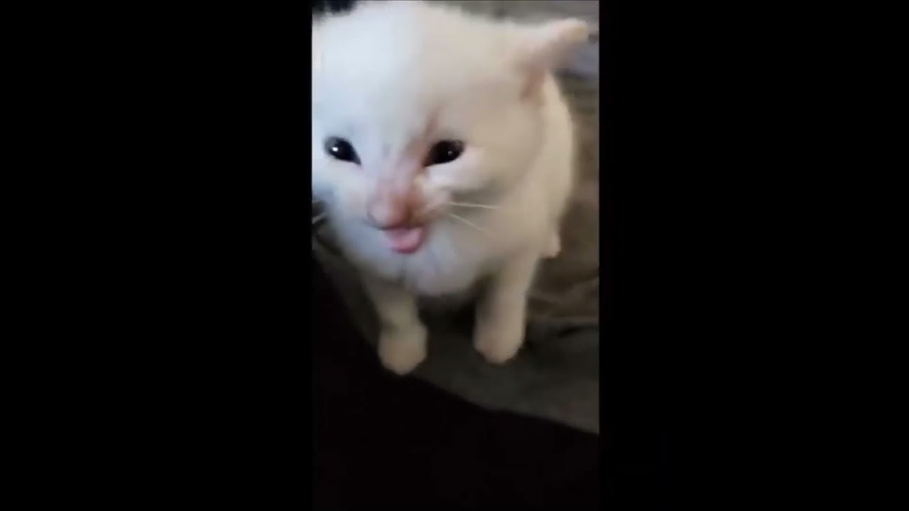 Hi Herbert, but he's so cute he explodes. - YouTube