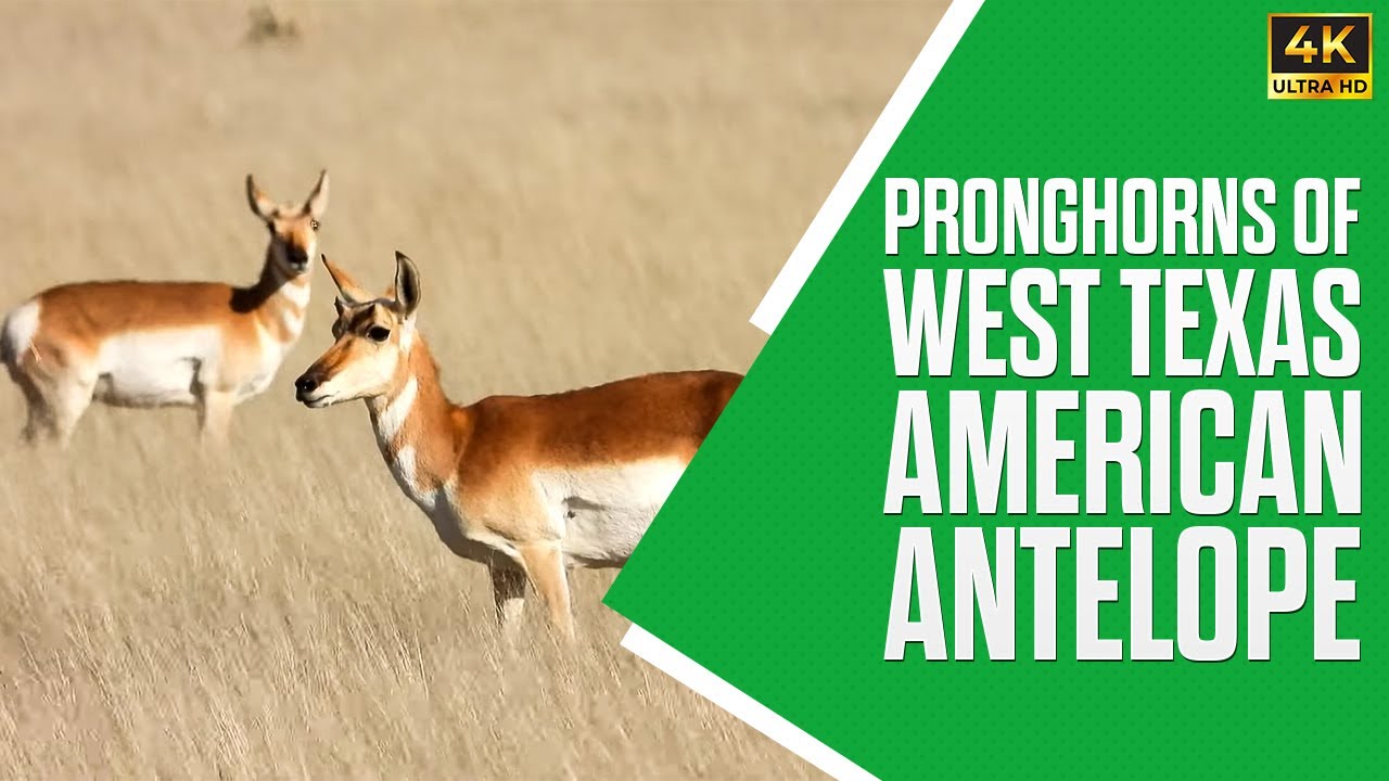 Pronghorns of west Texas. American antelope #pronghorn #antelope #texas ...
