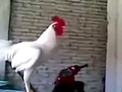 Kahkaha Atan Horoz :) Yok Böyle Bi Hayvan