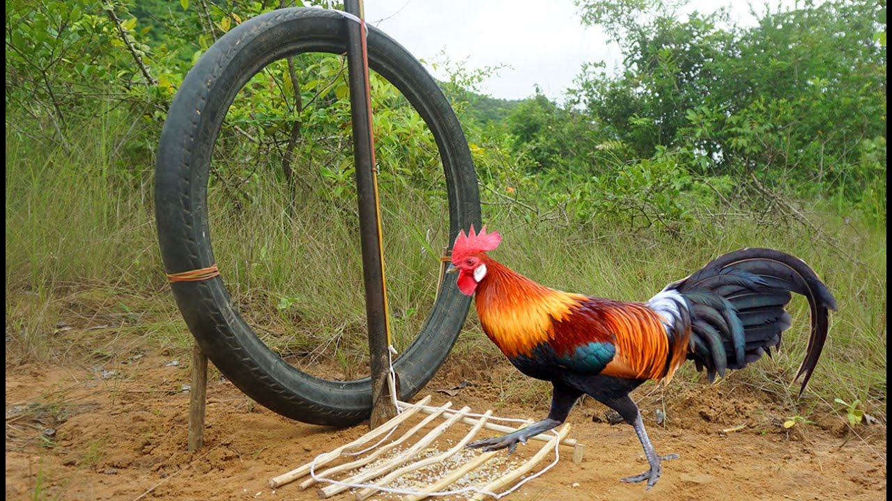 Best Unique Wild Chicken Trap Using Wood And Tire Motorcycle ...