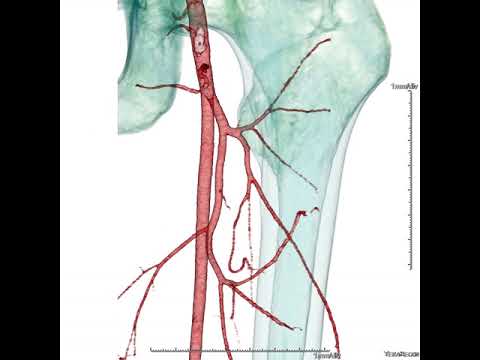 Descending branch of lateral circumflex femoral artery - YouTube
