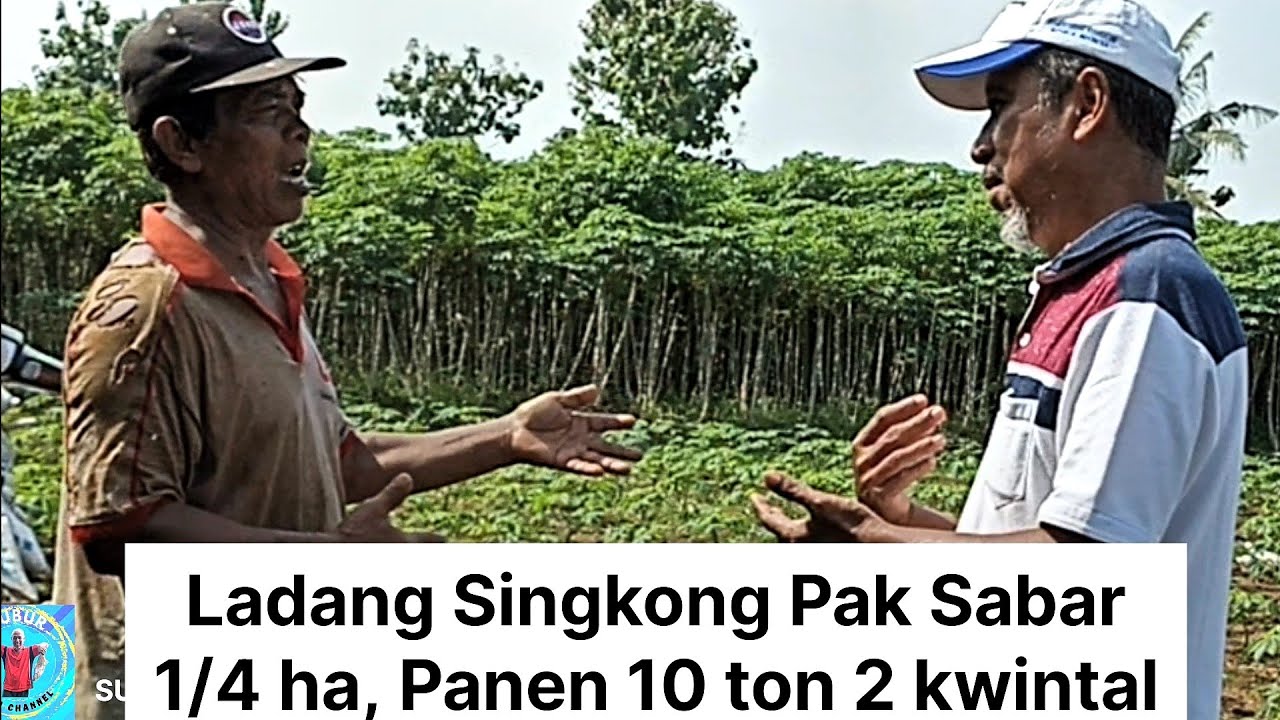 kebun-singkong-pak-sabar-1-4-ha-panen-10-ton-2-kwintal-perawatan