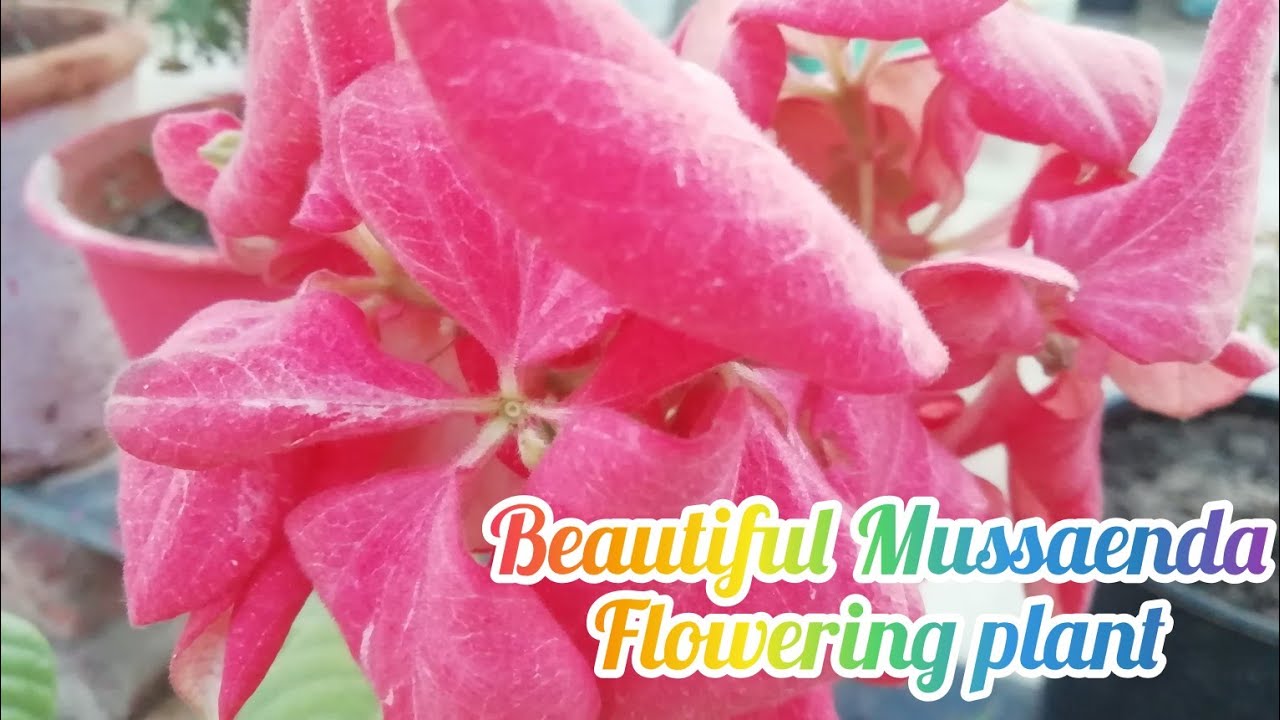🌹🥀How to grow and care & propagation Mussaenda plant. Best permanent ...