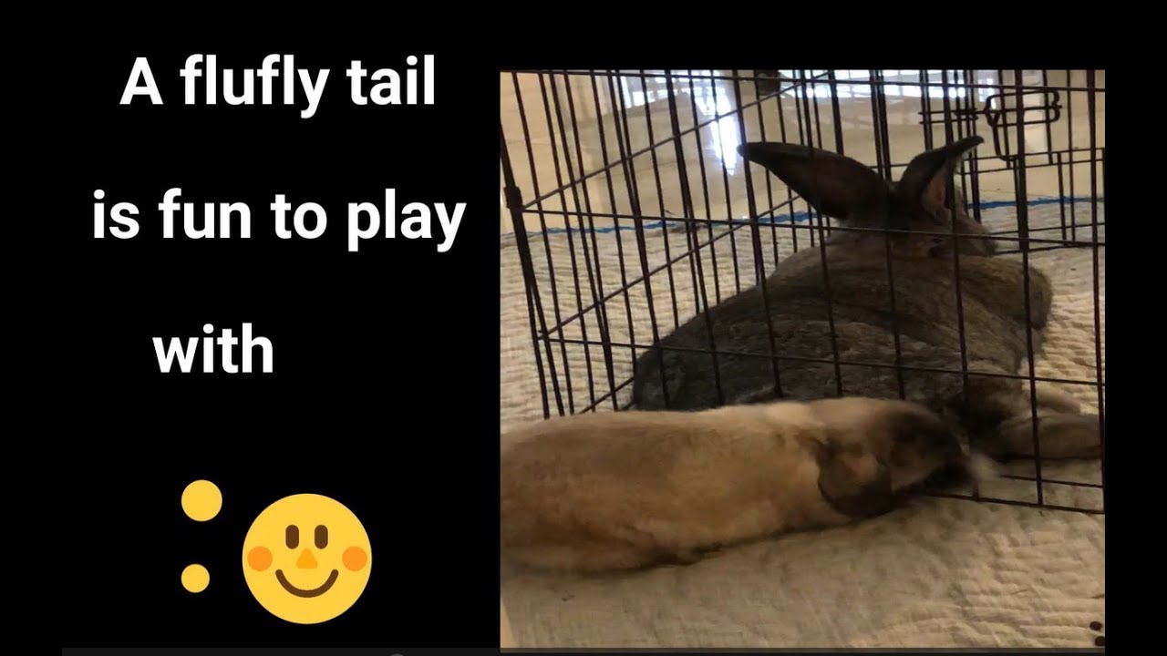 THE BEST CUTE AND FUNNY RABBIT VIDEOS OF 2022 - YouTube