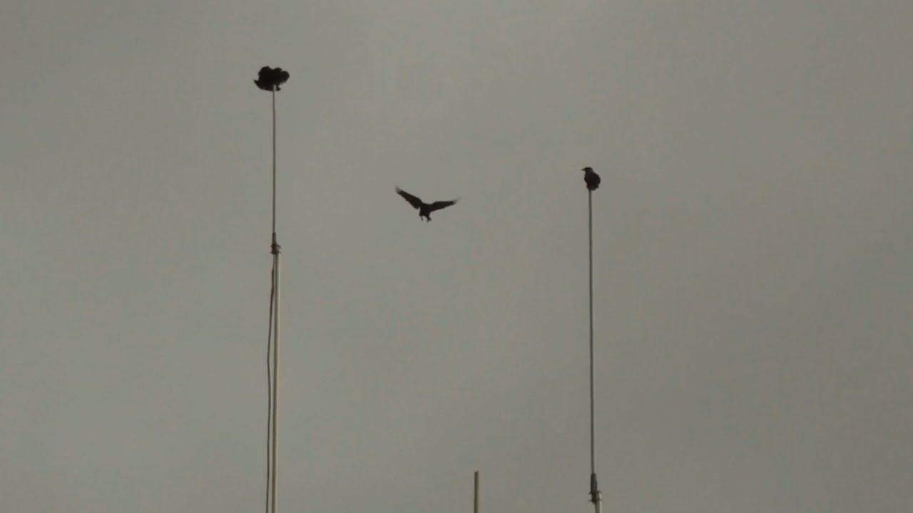 Fun Loving Crows - YouTube