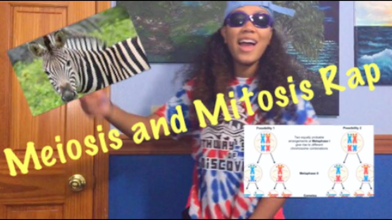 Meiosis and Mitosis Rap - YouTube