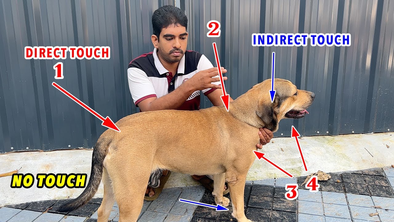 🤗Good touch 👹 Bad touch മനസ്സിലാക്കുക : How to touch your dog? - YouTube