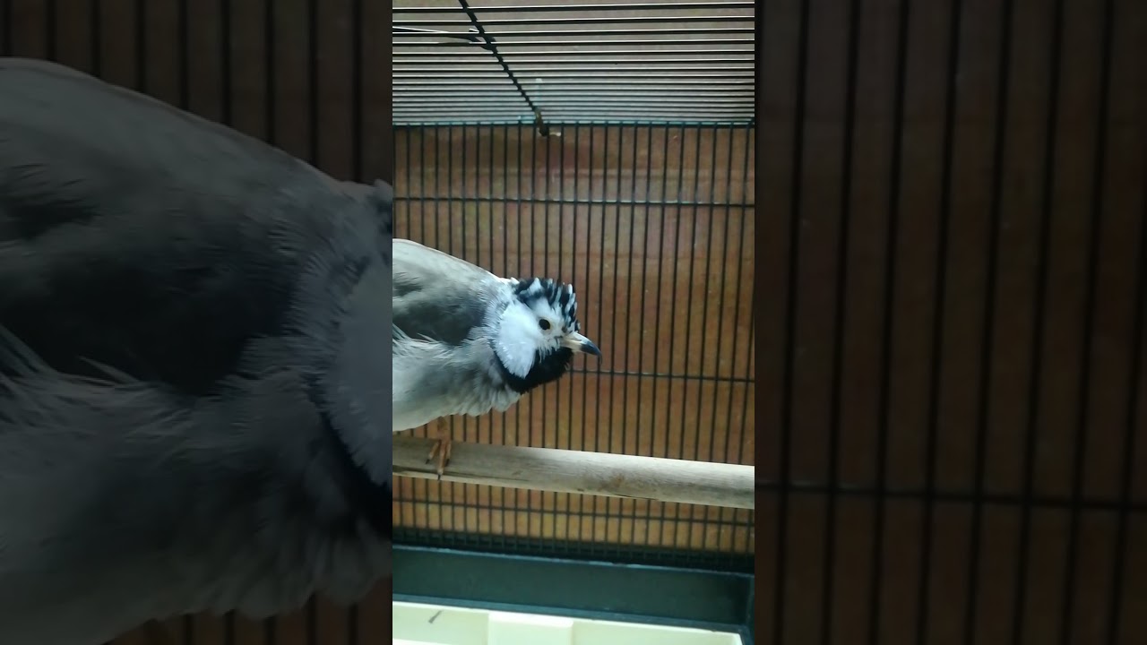 cute Iraqi bull bull parrot - YouTube