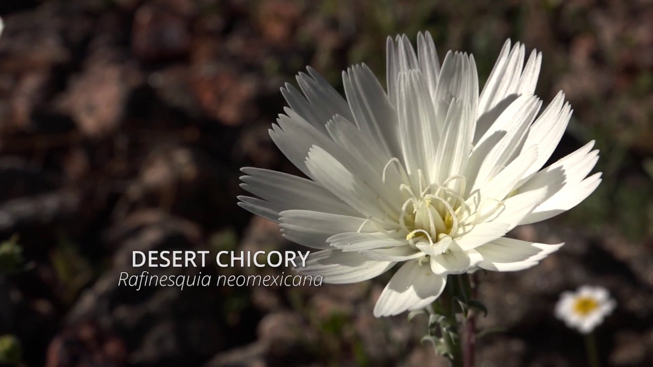 Death Valley Spring Wildflower Bloom - YouTube