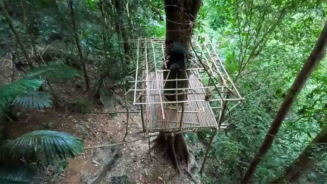 Solo Bushcraft: Build a house on dry trees. Techniques to survive in ...