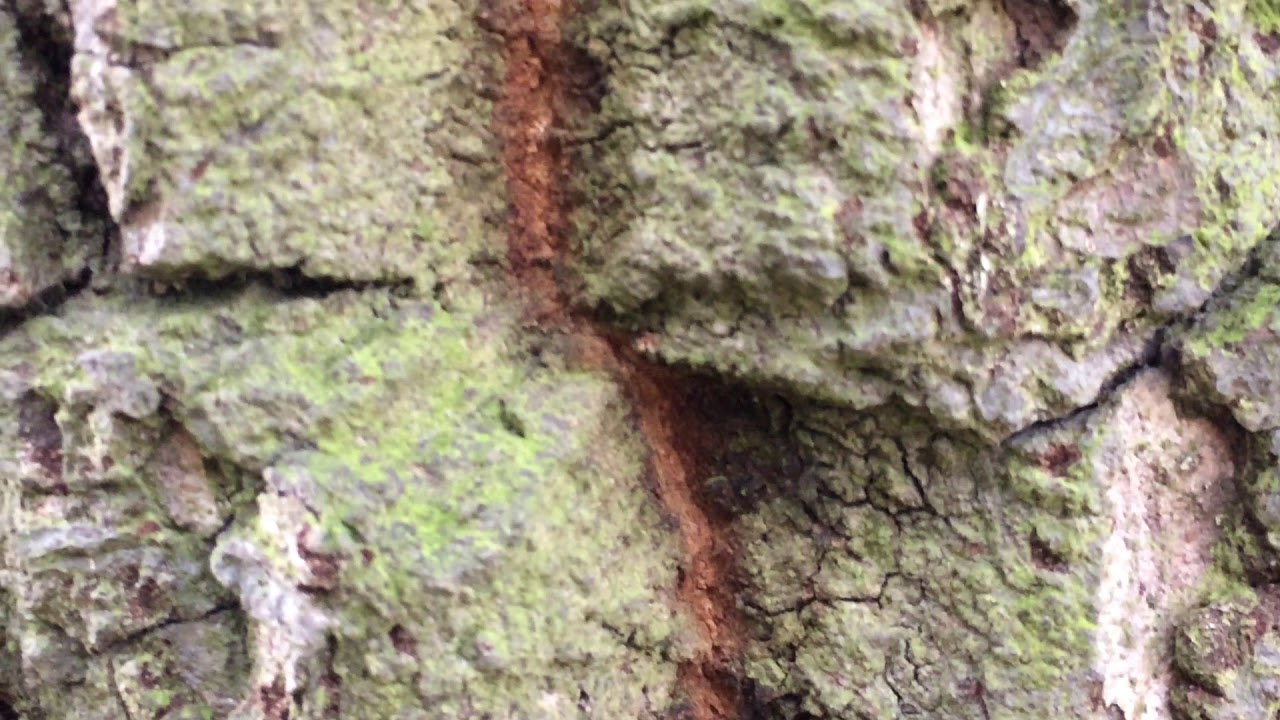 Turkey Oak (Quercus cerris) - bark close up - September 2017 - YouTube