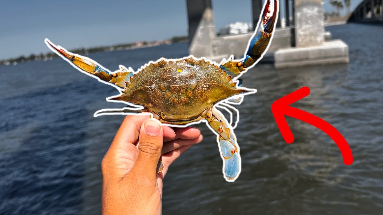 Fishing Blue Crab for GIANT bridge fish - YouTube