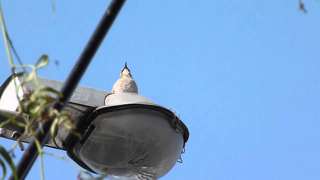 Calandria Colilarga cantando en Miraflores, Lima, Perú - YouTube