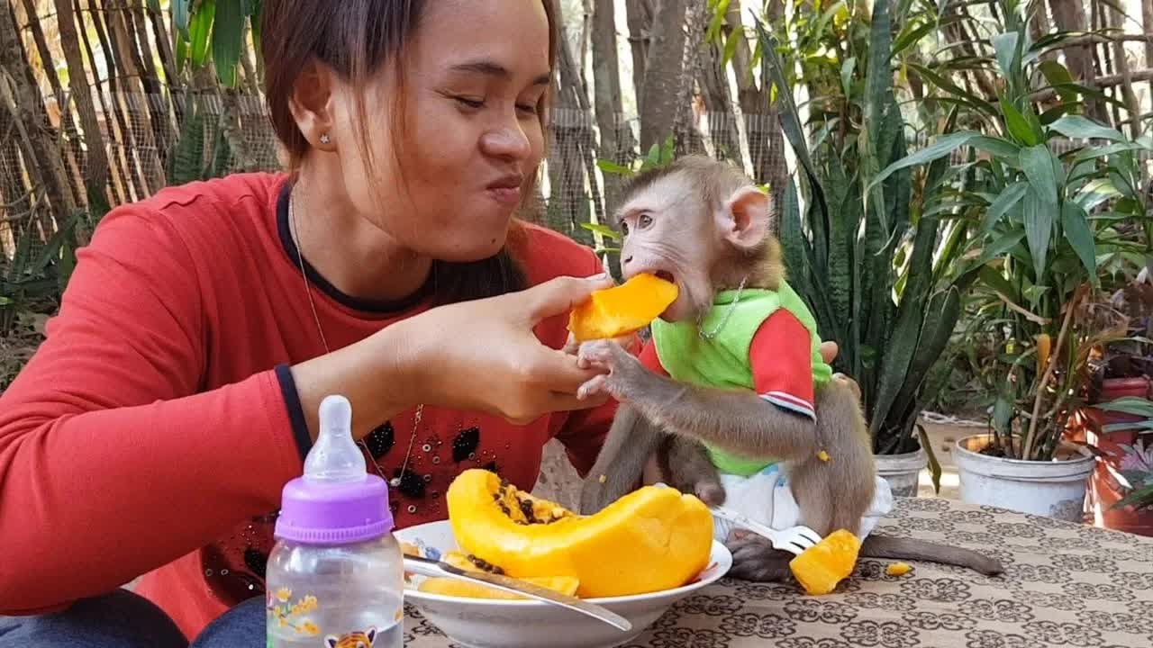 Obedient Monkey Koko Enjoy Eating Papaya With Mom - YouTube