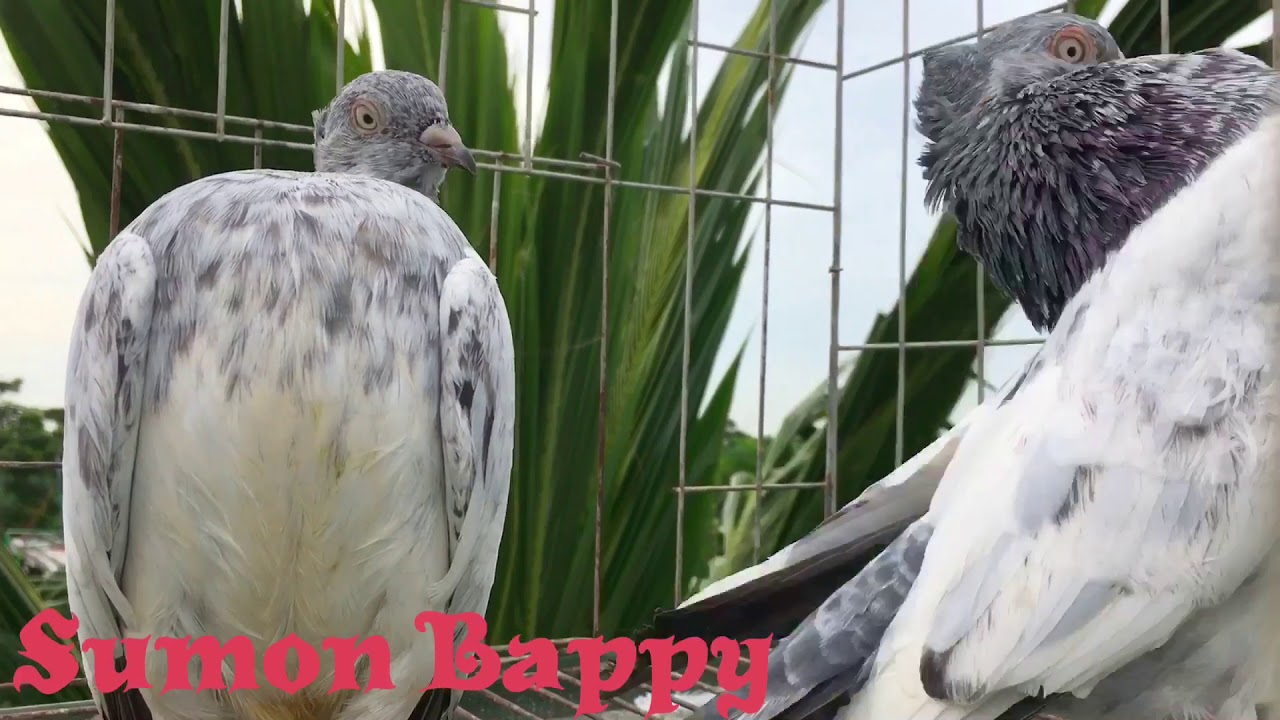 Sumon Bappy Z Spring Pigeon Loft - YouTube