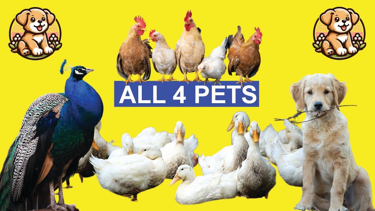 Fun with pets in the garden - YouTube