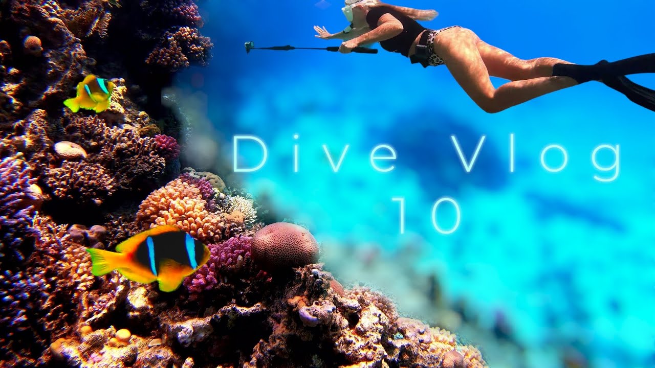 Dive Vlog 10 - YouTube