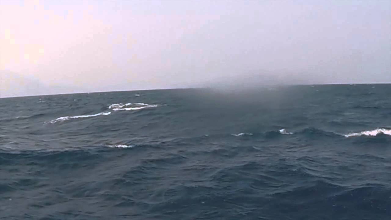 Sperm Whale in East Timor - YouTube