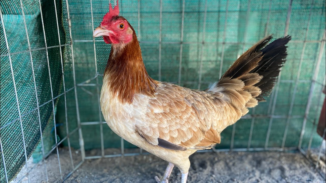 Mejores Gallinas Finas - YouTube