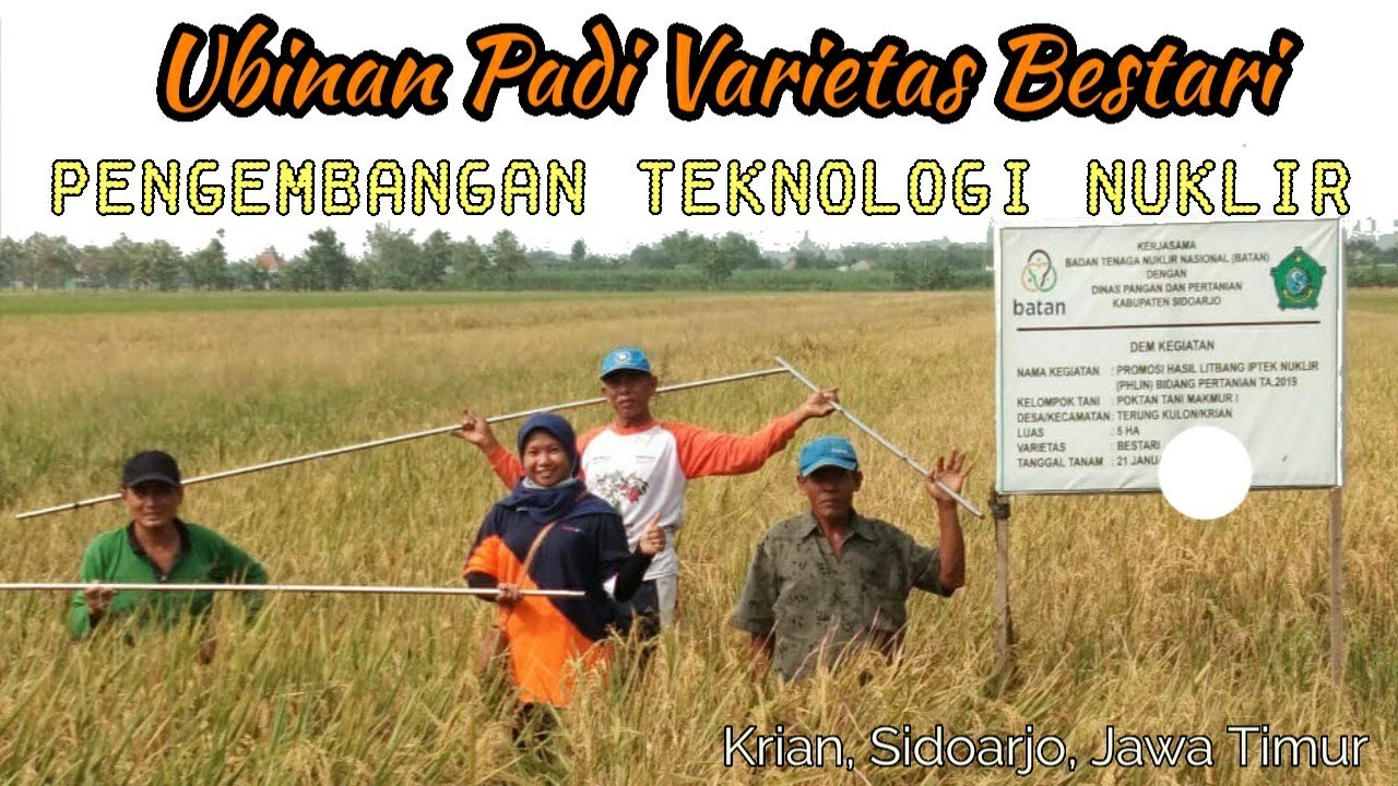 Ubinan Padi Varietas Bestari Capai 8 Ton/Ha - YouTube