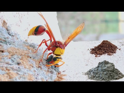 What Tiny Bee Builds Snall Mud Nest