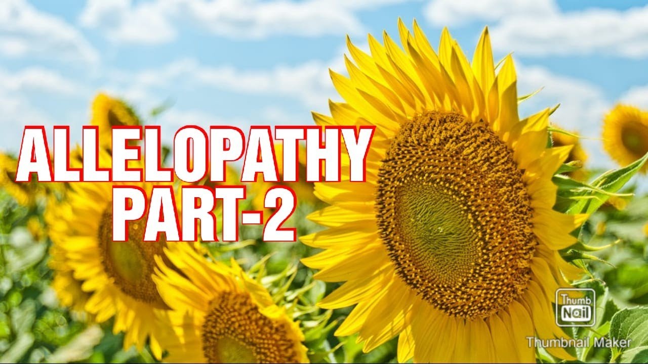 Forms of Allelopathy | What is Allelo chemical | Ways of releasing ...