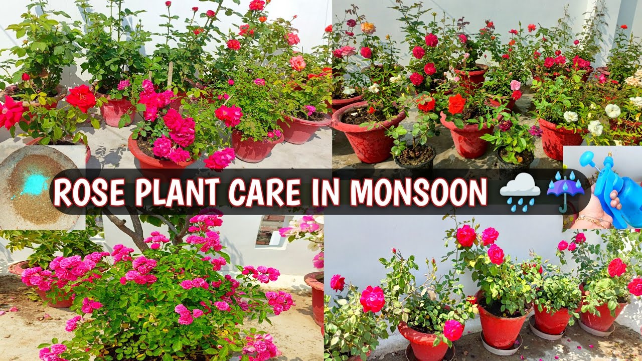 ROSE PLANT CARE IN MONSOON | ROSE CARE IN RAINY SEASON 🌧️☔ - YouTube