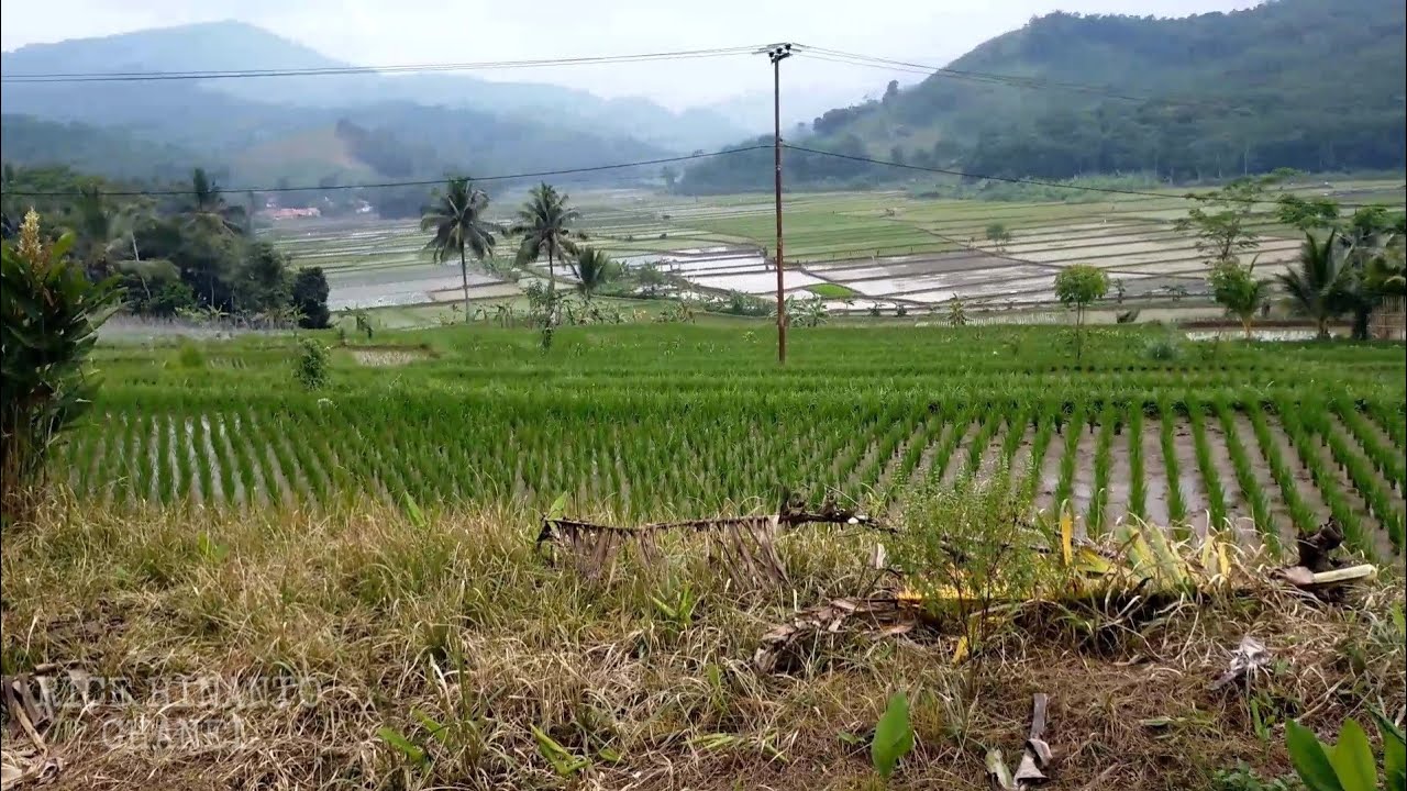 KEINDAHAN PEMANDANGAN ALAM DI PESAWAHAN || SUASANA PEDESAAN YANG INDAH ...