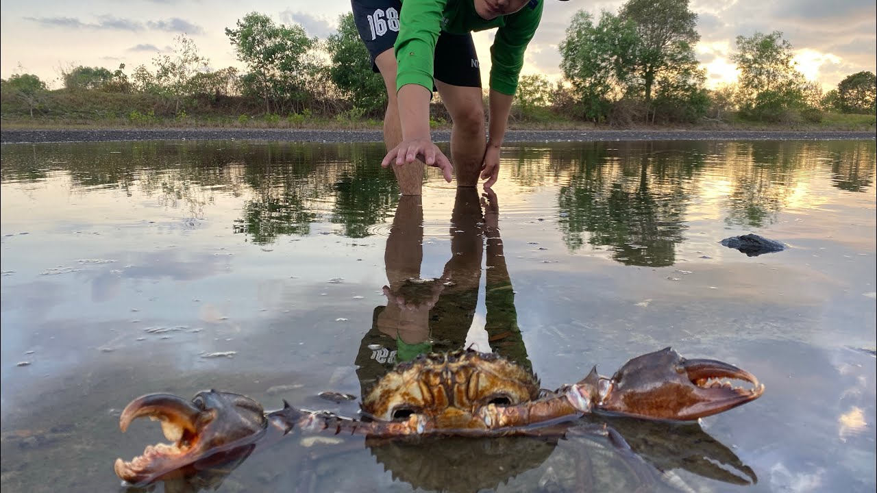 NEW SKILL FISHING CATCH HUGE MUD CRAB THE SEA SWAMP AFTER WATER LOW ...