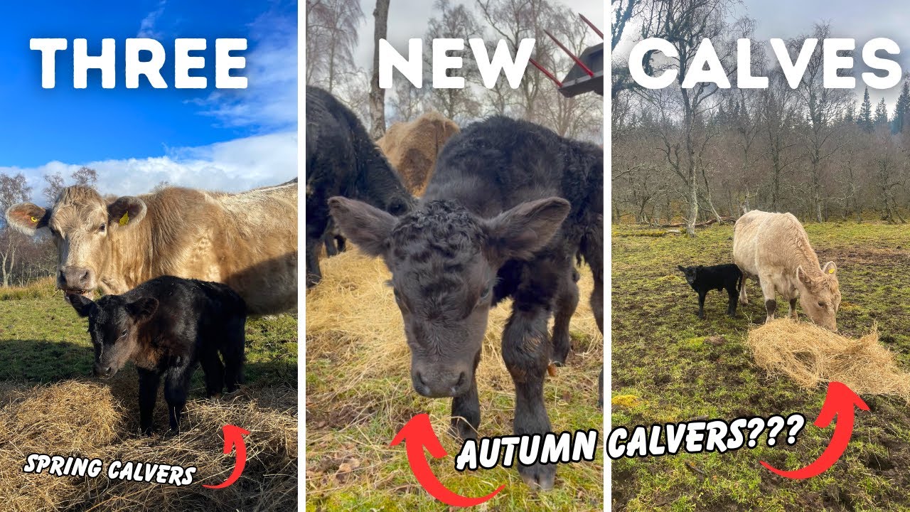 Spring Calving - YouTube