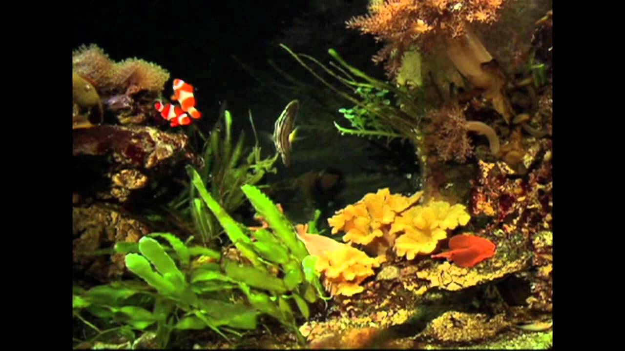 Relaxing AQUARIUM 45 min HD-Entspannendes Aquarium 45 min HD - YouTube