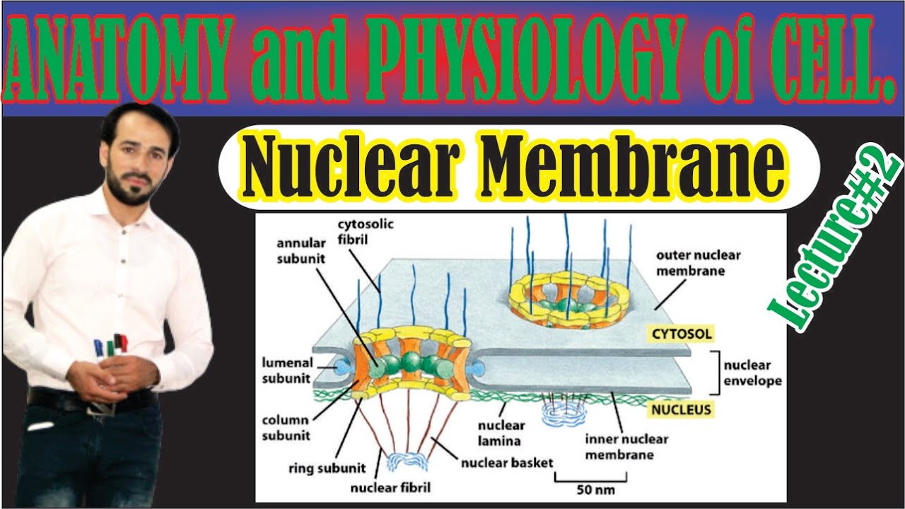 Nuclear Membrane | Structure of Nuclear Membrane | Made Easy | lecture ...