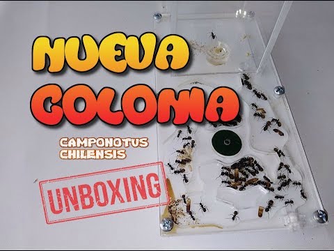 NUEVA COLONIA l CAMPONOTUS CHILENSIS l Frank Tenorio - YouTube