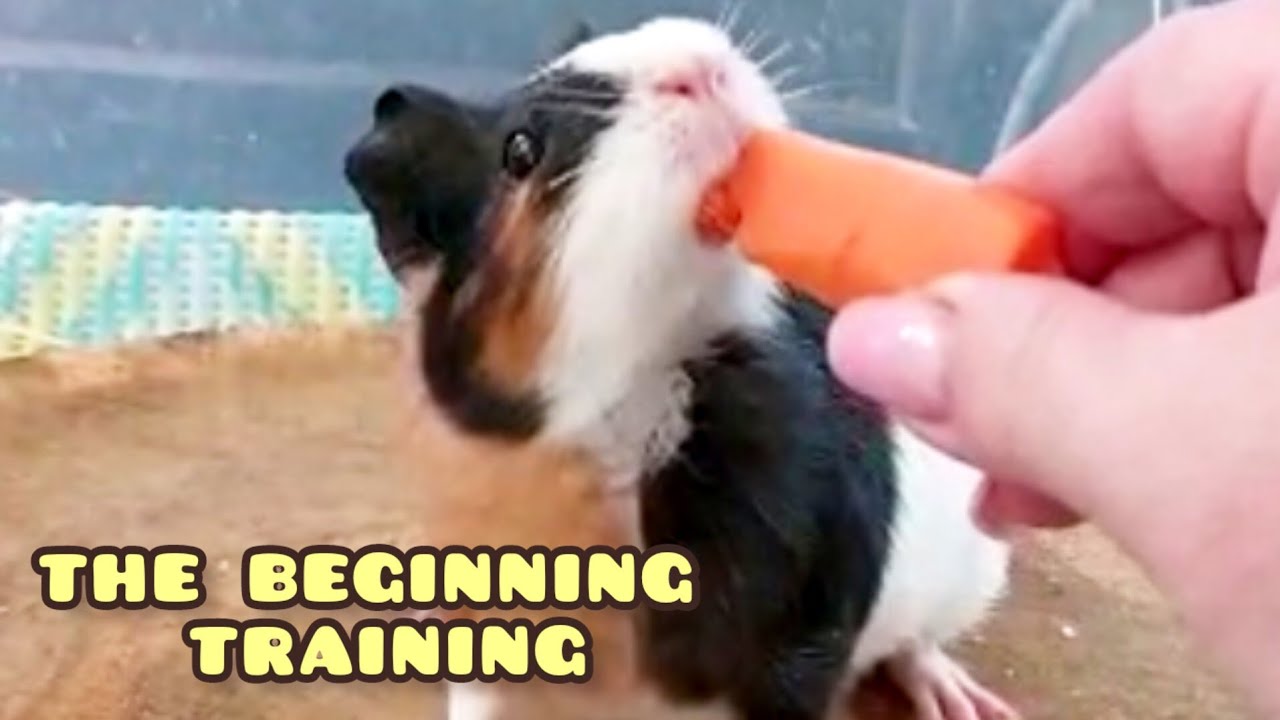 the beginning of guinea pig training - YouTube