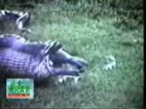 Snake throws up a hippo - YouTube