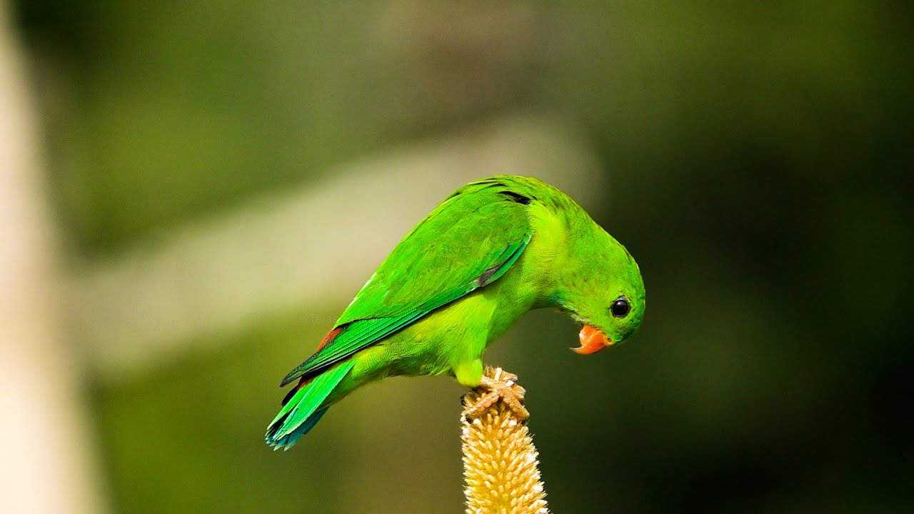 Vernal Hanging Parrots eats crop | Birds of India - YouTube