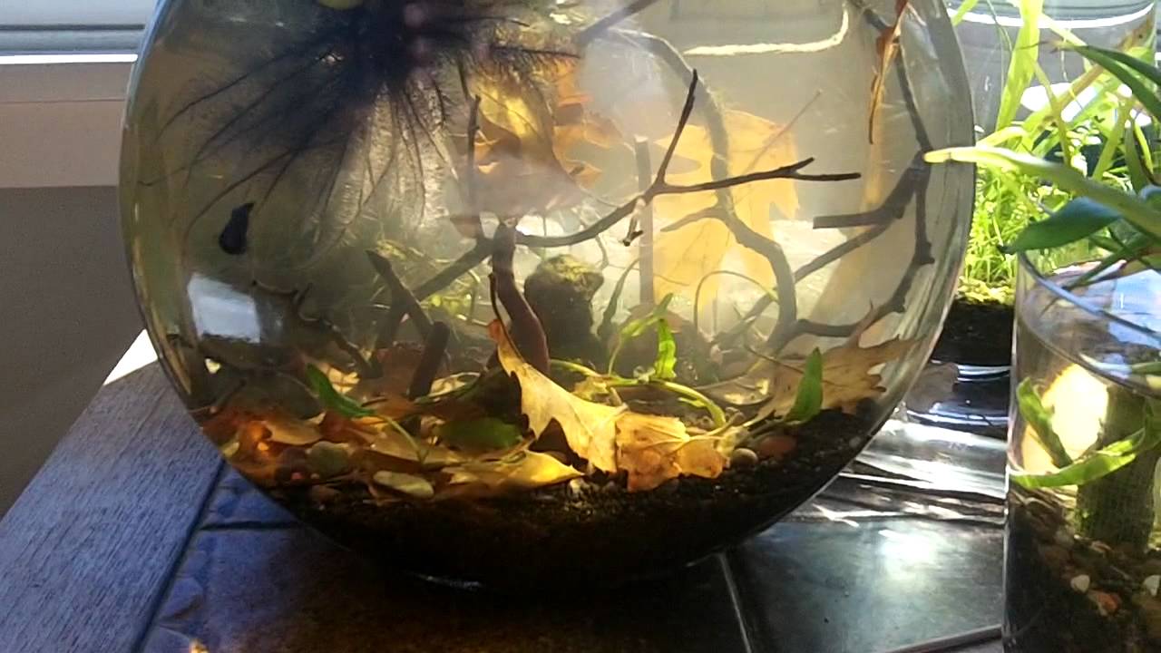 2g betta bowl biotope- day after setup. - YouTube
