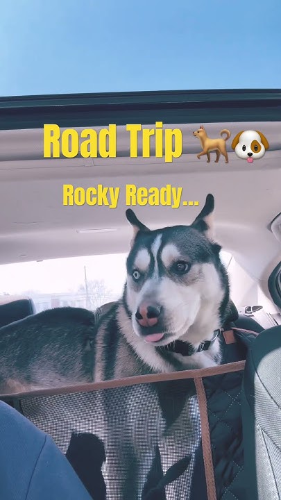 Rocky ready for a road trip… - YouTube