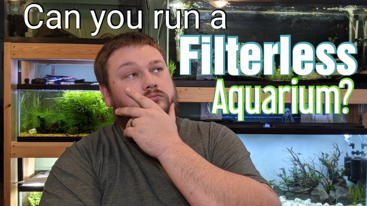 Filterless Aquarium - Is it Possible? - YouTube