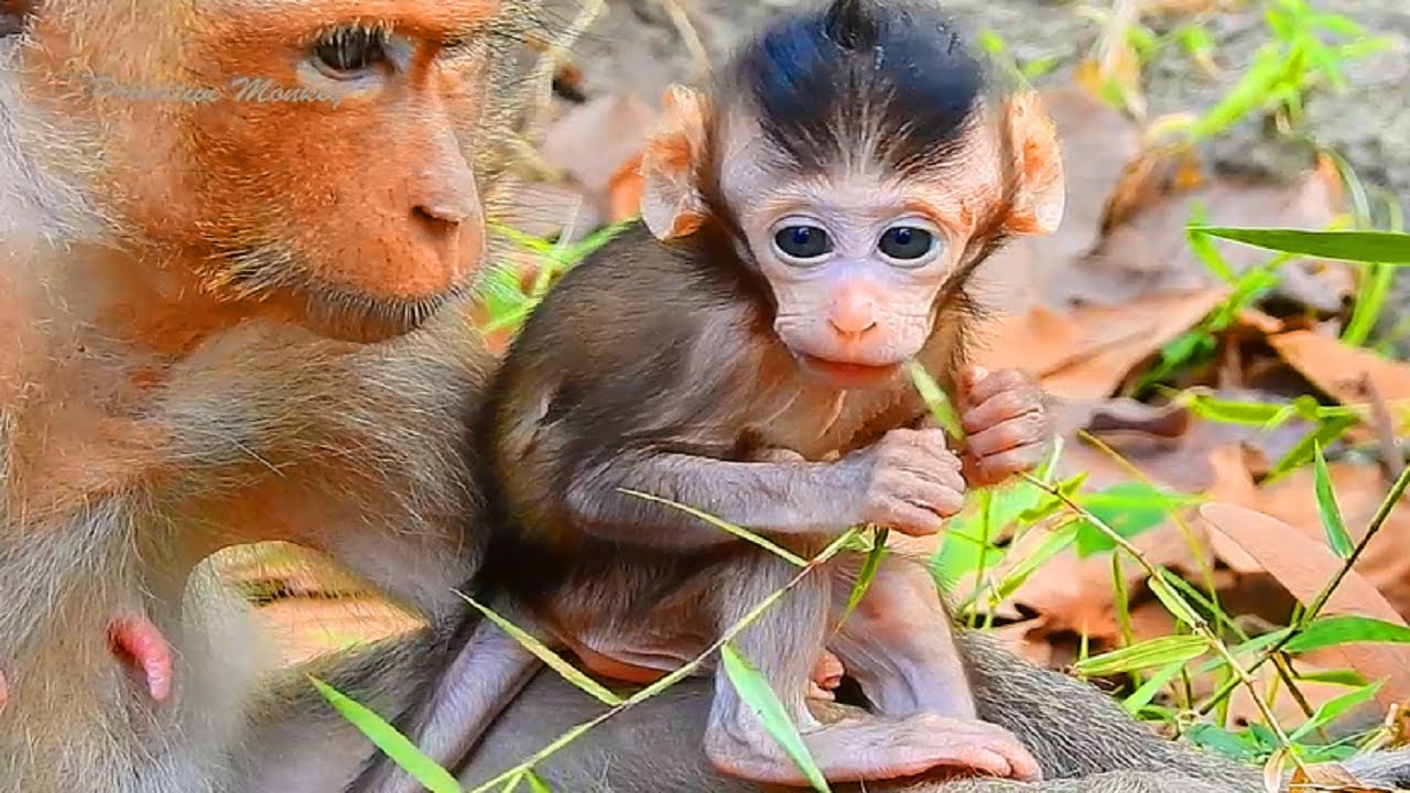 Awesome! How Lovely Brutus Jr Baby Monkey! All Lovely Baby Monkey and ...