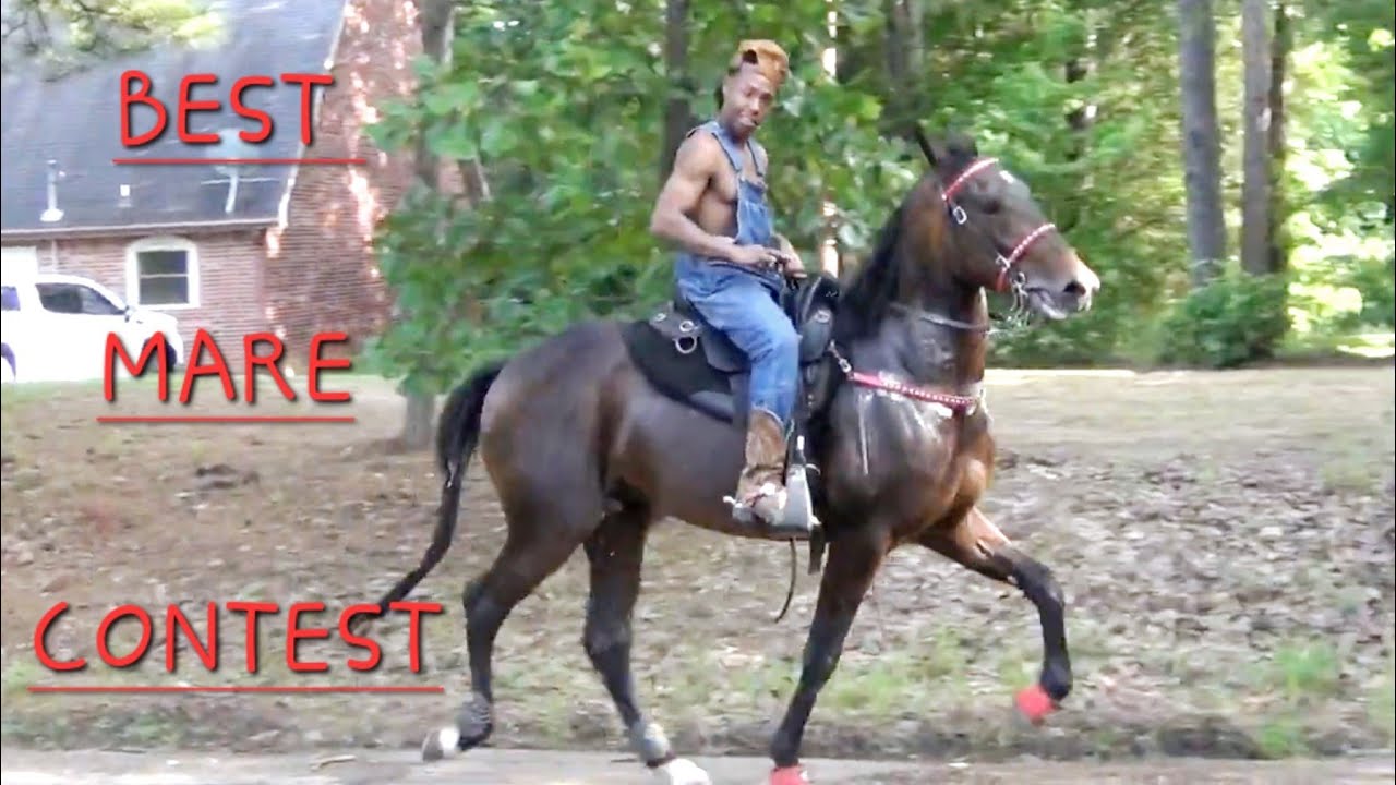 Best Looking Mare Contest at Wild Life Riders Horse Show & Trail Ride ...