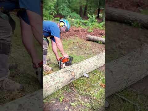 techniques and skills for cutting newly felled trees #shorts