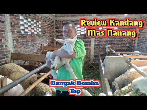 Kandang Domba Mas Nanang Isinya Bikin Super Ngiler Usaha Tak ...