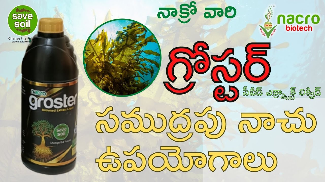Groster | 1Lt | Uses of Seaweed Liquid in Agriculture | Nacro Biotech # ...