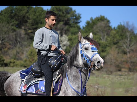 Arap Atı Pulat/Crazy Horse